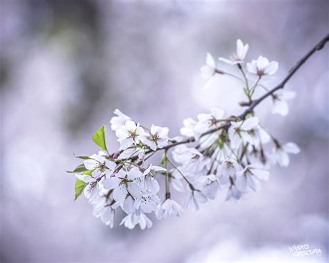 Canon Eos R And Fd Lenses Cherry Blossoms Photo Review