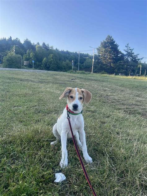 ცხოველთა გადარჩენის ცხოველთა გადარჩენის სახალხო ფრონტი