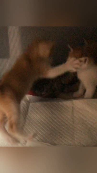 어린 시절 남매들과 31로 싸우는 누룽지 4 Youtube