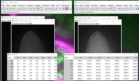 Imagej Measuring Fluorescence Intensity Fluorescence Analysis With