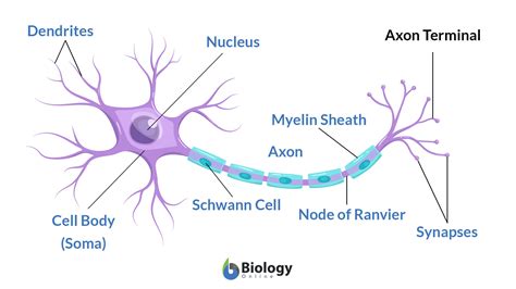Axon