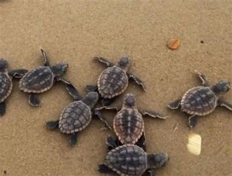 Safeguarding Natures Treasures Floridas Sea Turtle Nesting Season Begins