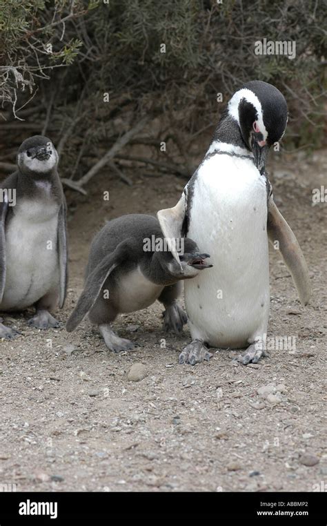 Magellanic Penguin Spheniscus Magellanicus At Punta Tombo With 200 000