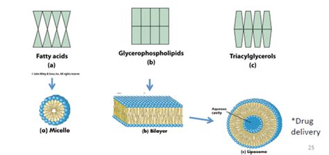 BC Membranes Flashcards Quizlet