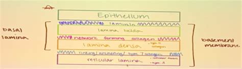 Mini Exam Ecm And Cell Adhesion Sg Flashcards Quizlet