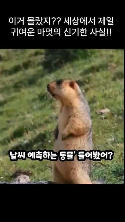 이거 몰랐지 세상에서 제일 귀여운 마멋의 신기한 사실 Youtube