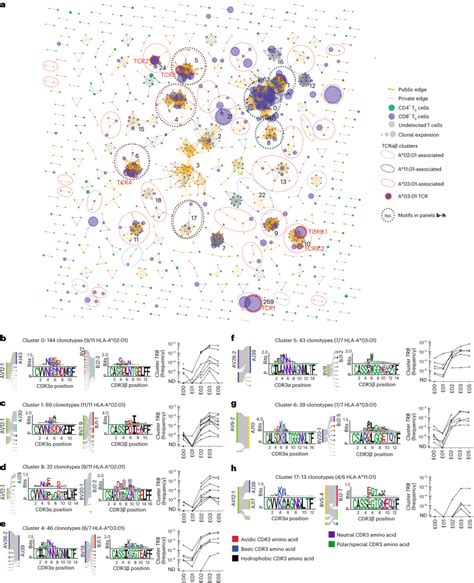 Tcrαβ Sequence Similarity Network Shows Public Cd8⁺ T Cell Responses Download Scientific