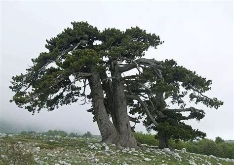 不老松 排行榜大全