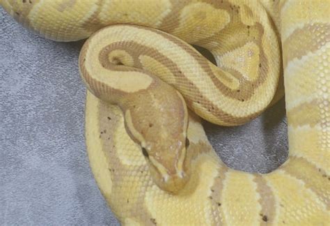 Banana Ball Python Traits Morphpedia