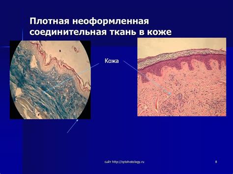 Собственно соединительные ткани ПВСТ со Спец свойствами Youtube