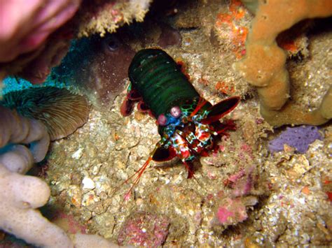 Anders Poulsens Dive Page Underwater Pictures Mantis Shrimps