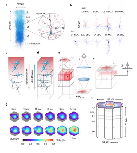 Cortical Microcircuit Overview And In Silico Vsdi Workflow Download Scientific Diagram