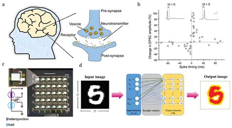 Transistor Based Synaptic Devices For Neuromorphic Computing