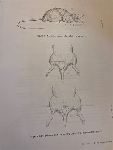 External Rat Anatomy Diagram Quizlet