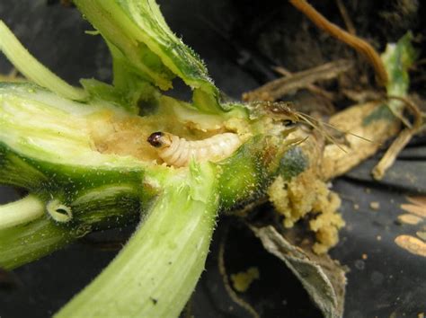 Squash Vine Borer Moth Larvae Gill Garden Center Landscape Co