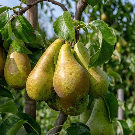 Pear Tree Diseases Identification And Treatments Roots Plants