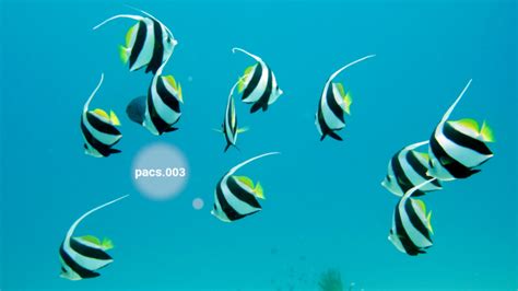 Swift Mt Mx Message Types