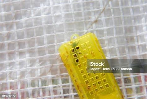 또한 오래된 여왕 꿀벌 개념을 대체하기 위해 하이브에 넣을 준비가 소개 케이지에서 새로운 여왕 꿀벌로 알려진 Requeening