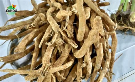 9 Essential Benefits Of Shatavari For Mens Health