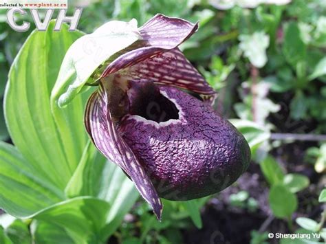 西藏杓兰Cypripedium tibeticum King ex Rolfe 植物图片库 植物通