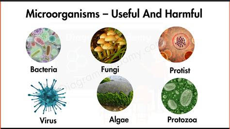 Orbital Diagram Of Dysprosium