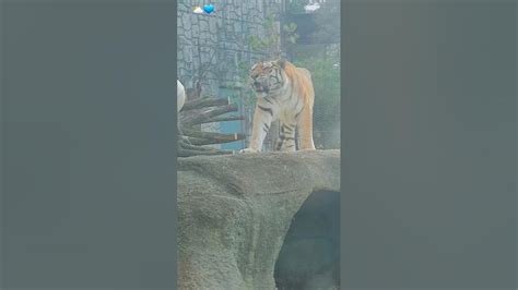 잠에서 깨어난 시베리아 호랑이의 매력 Youtube