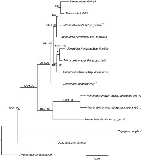 Maximum Likelihood Tree With ML Bootstrap And Posterior Probability Download Scientific