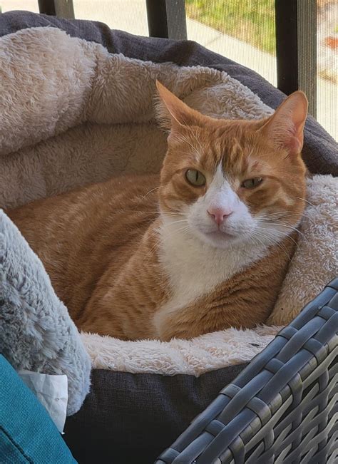 That May Have Been Too Much Catnip R Cats