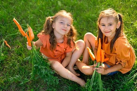 여동생 소녀들은 화창한 따뜻한 날에 녹색 잔디밭에 정원에 앉아있는 신선한 천연 당근을 먹습니다 비타민과 미네랄이 풍부한 건강하고 적절한 영양 절대 채식주의자에 대한 스톡