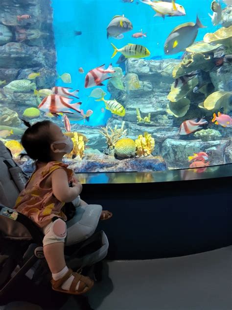 [16개월]아기랑 제주도 여행 갈만한 곳 추천 뽀로로테마파크 제주아쿠아리움 박물관이살아있다 키티랜드 브릭캠퍼스 노형수퍼마켇 여미지식물원 네이버 블로그