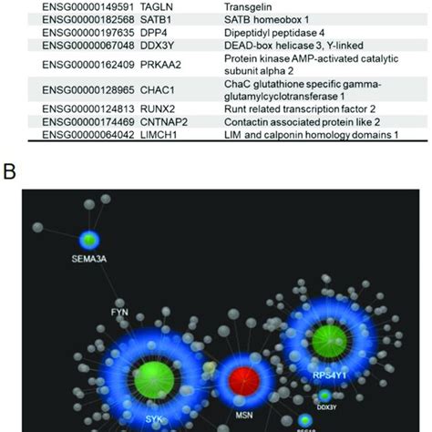 differentially expressed genes and protein protein interaction network