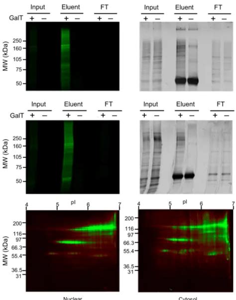 New Tools For Studying O Glcnac