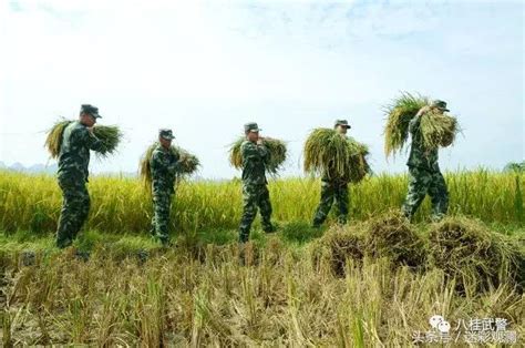 暖心！秋收季，武警官兵走進田間地頭解民憂 每日頭條