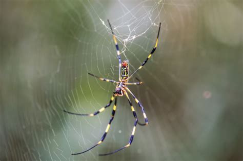 Giant Venomous Flying Spiders Will Invade New York This Summer Warn Experts
