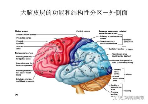 中枢神经系统解剖及功能【课件】 知乎