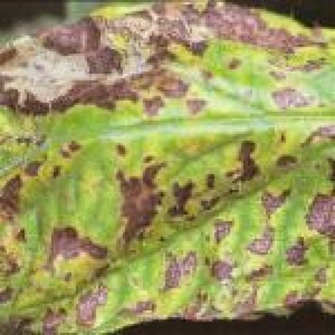 Leaf Disease Segmentation Semantic Segmentation Dataset V1 2023 10 25 8 27am By Xfhor