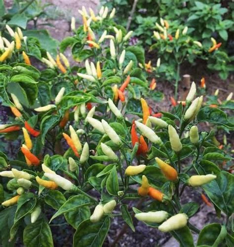 พริกกระเหลี่ยง 200เมล็ด โปร 3 ซองแถม 1 ซอง Vegetable Seeds Thai54 1606211519 Thaipick