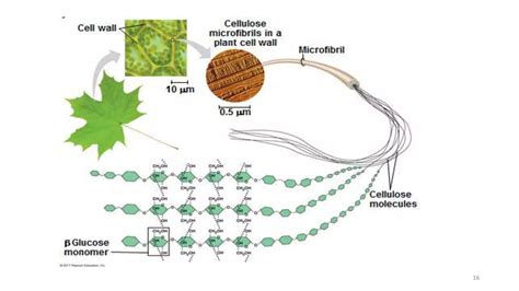 Biologicalmacromolecules Pptx