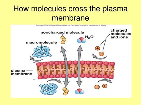 PPT Plasma Membrane Structure And Function PowerPoint Presentation Free Download ID