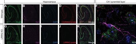 Rnascope Multiplex Fluorescent Detection Kit V2 Advanced Cell Diagnostics Inc Bioz