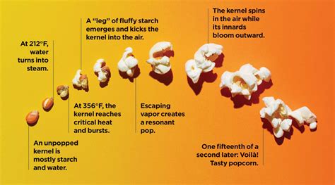 Popcorn Kernel Diagram