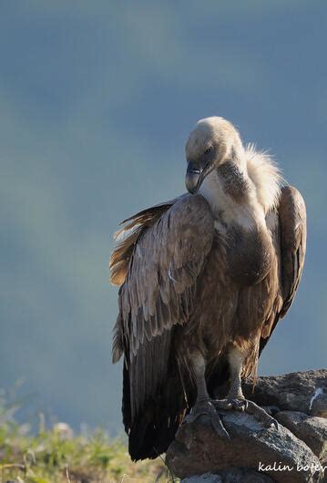 Зелени Балкани