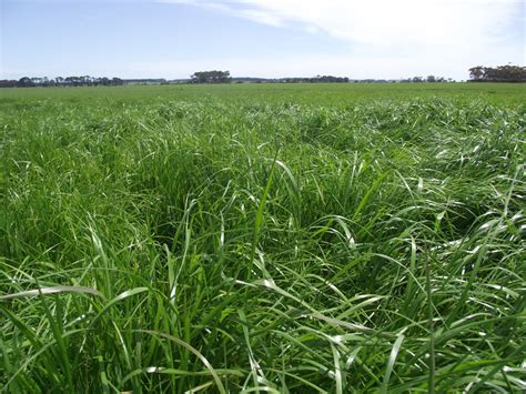 One50 Perennial Ryegrass Dlf Seeds Dlf Seeds Australia