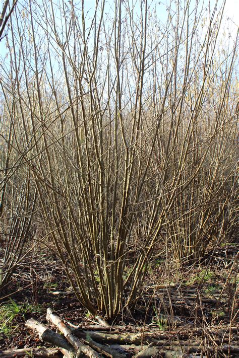 Hazel Coppice Wassledine Thatch Advice Centre