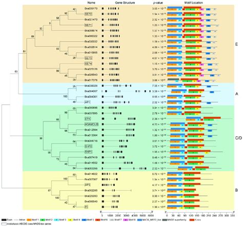 Phylogenetic Relationships Gene Structure Conserved Motif Download Scientific Diagram
