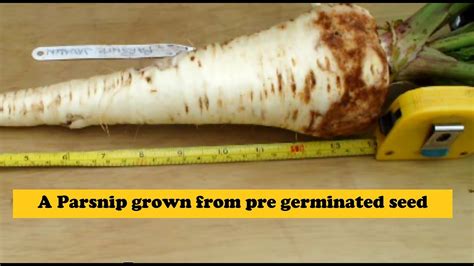Growing Parsnips And Swedes From Pre Germinated Seeds YouTube