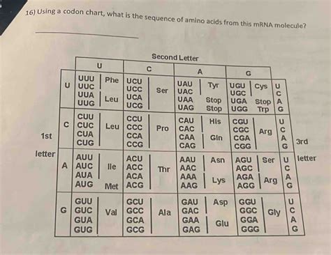 Solved 16 Using A Codon Chart What Is The Sequence Of Amino Acids