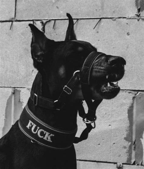 Кровожадны 😏🔥 в 2022 г Домашние собаки Доберман пинчер Доберман Perros Doberman Cuadros