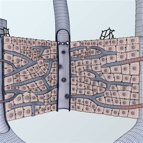 현실적인 간 소엽 해부학 3d 모델 59 Unknown Obj Ma Max Fbx Free3d