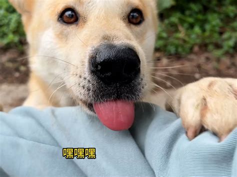 狗子你下来，今天该我骑车了 乡园丫仔 乡园丫仔 哔哩哔哩视频